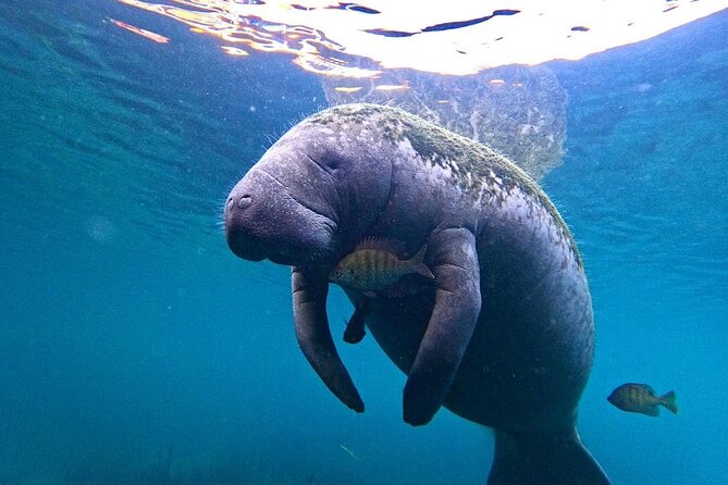 3-Hour Small Group All-Inclusive Manatee Swim with Photo Package - Authentic Encounters & Guides