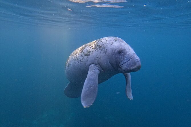3-Hour Small Group All-Inclusive Manatee Swim with Photo Package - The Sum Up