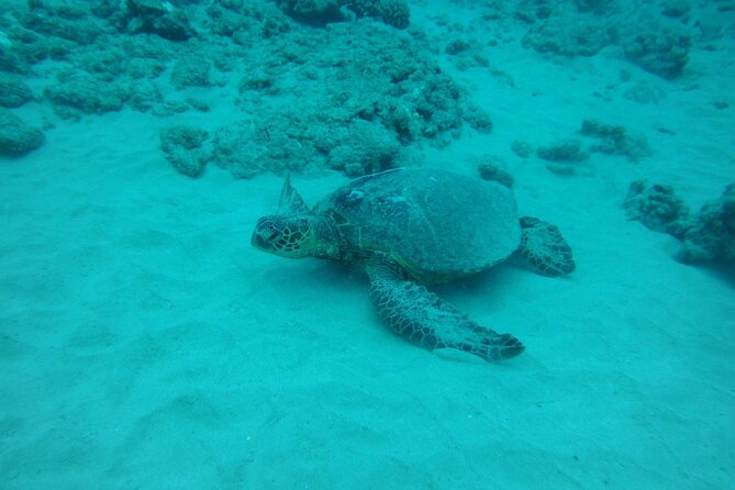 3-Hour Small-Group Maalaea Luxury Snorkel Cruise Tour - An In-Depth Look at the 3-Hour Maalaea Snorkel Cruise