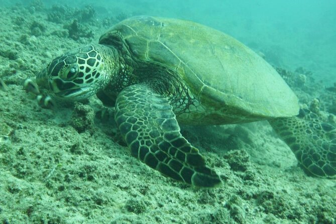3-Hour Small-Group Maalaea Luxury Snorkel Cruise Tour - FAQs