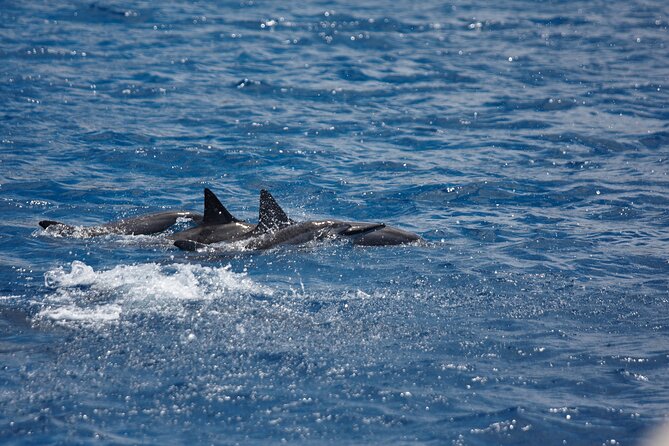 3-Hour Small-Group Maalaea Luxury Snorkel Cruise Tour - Final Thoughts