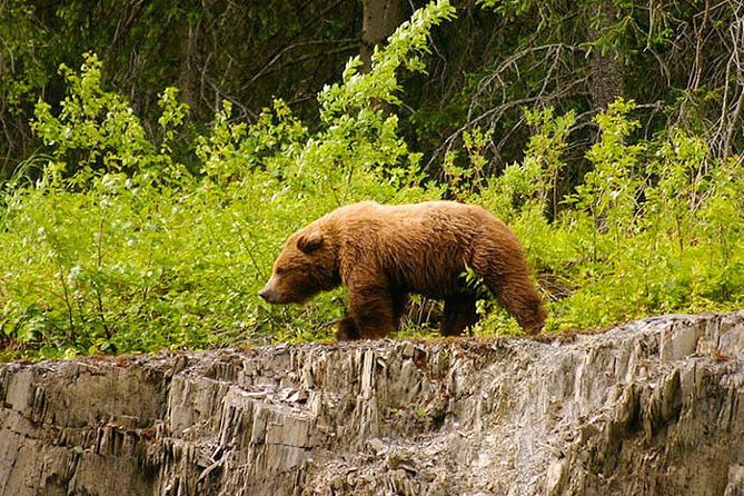 3-hour Turnagain Pass Rafting Float Trip from Hope Alaska - What Travelers Are Saying