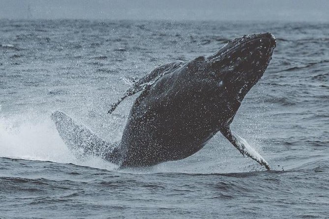 3-Hour Whale Watching Tour from Monterey - Key Points