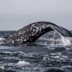 3-Hour Whale Watching Tour from Monterey - Pricing and Value