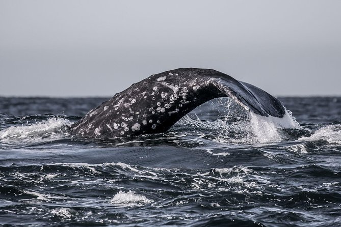 3-Hour Whale Watching Tour from Monterey - Pricing and Value