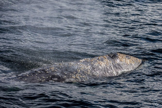 3-Hour Whale Watching Tour from Monterey - Who Will Love This Experience?