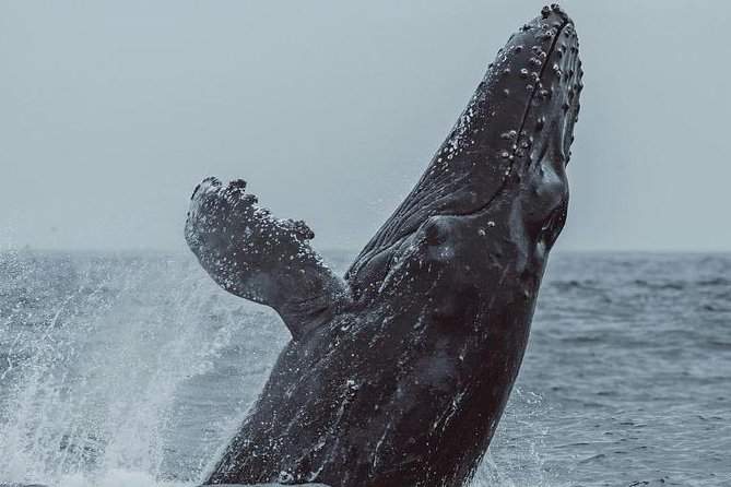 3-Hour Whale Watching Tour from Monterey - The Sum Up