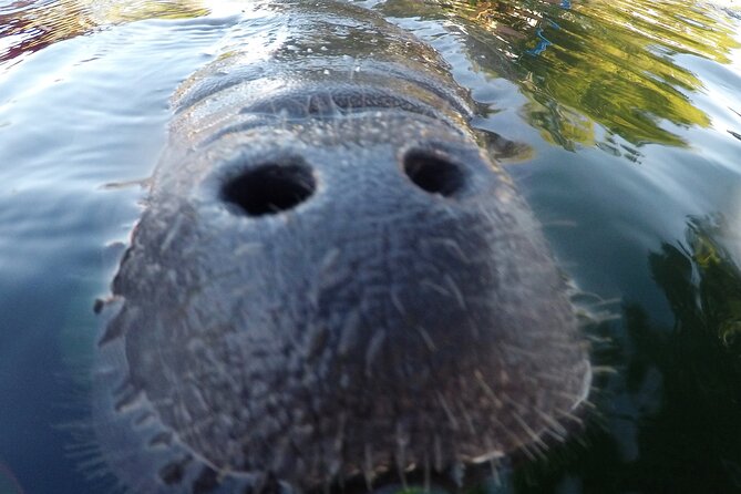 3 hours Manatee Swim Tour in Florida - Detailed Review of the 3-Hour Manatee Swim Tour