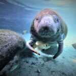 3 hours Manatee Swim Tour in Florida - FAQ