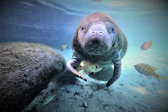 3 hours Manatee Swim Tour in Florida - FAQ
