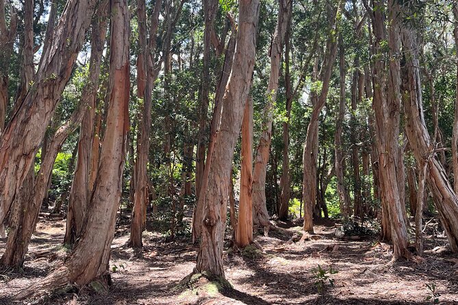 3 Hours Private Hiking and Bushwalking in the Aiea Loop Trail - An In-Depth Look at the Aiea Loop Trail Experience