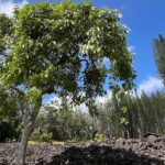 3 Hours Private Hiking and Bushwalking in the Aiea Loop Trail - The Sum Up: Who Should Consider This Tour?