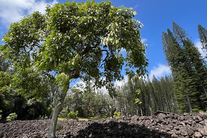 3 Hours Private Hiking and Bushwalking in the Aiea Loop Trail - The Sum Up: Who Should Consider This Tour?