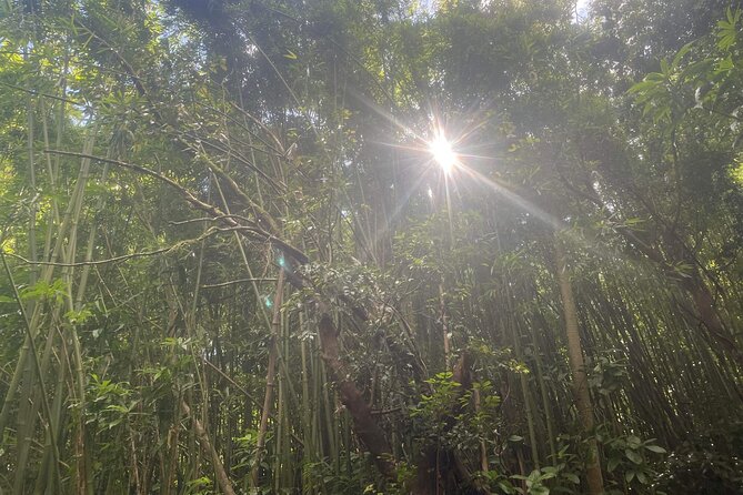 3 Hours Private Hiking and Bushwalking in the Aiea Loop Trail - FAQ