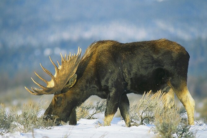 3-Hours Private Tour Grand Teton National Park & Jackson Hole - The Sum Up
