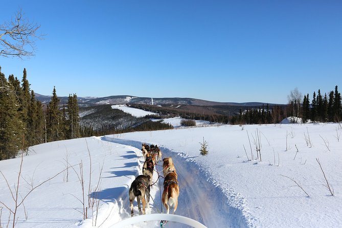 30-minute Dog Sledding Tour in Fairbanks (without transportation) - An In-Depth Look at the Fairbanks Dog Sledding Adventure