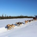 30-minute Dog Sledding Tour in Fairbanks (without transportation) - Who Should Consider This Tour?