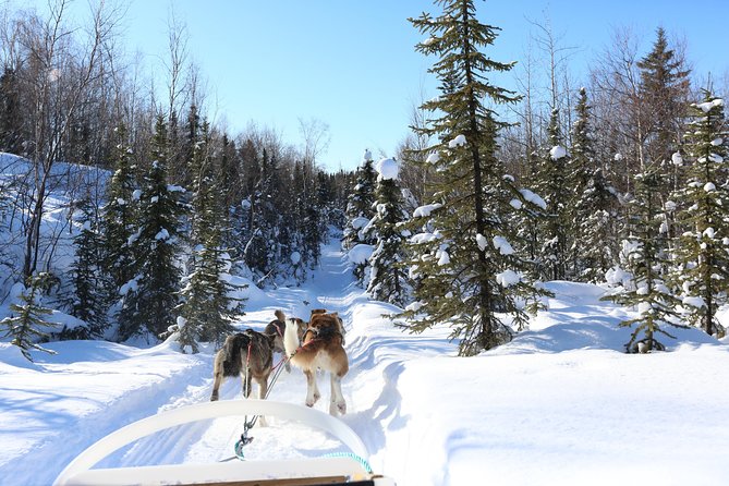30-minute Dog Sledding Tour in Fairbanks (without transportation) - FAQs