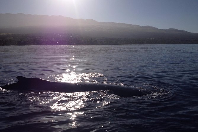 4 .5 Hour Molokini Snorkel Tour Adventure in Maui - What Could Be Considered  