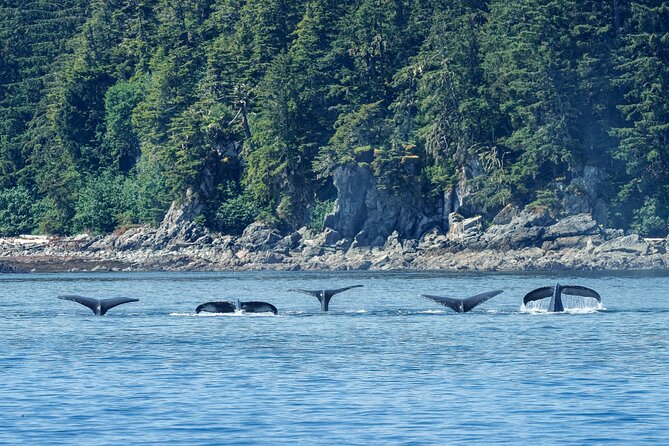 4 Course Dinner Cruise plus Eco Tour on Luxury Yacht in Sitka - Authentic Insights from Reviews