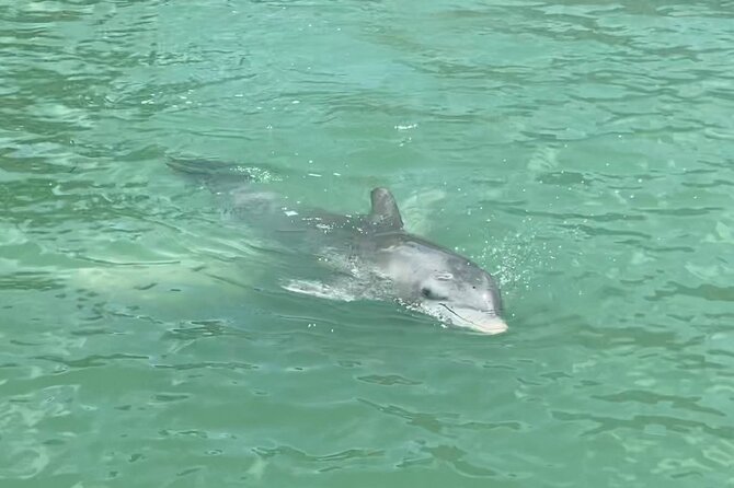 4 Hour Dolphin and Sandbar Cruise - The Experience on the Boat