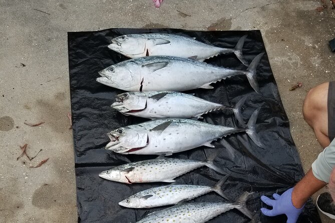 4-hour Fishing Adventure at Belleair Causeway - Why This Tour Works Well