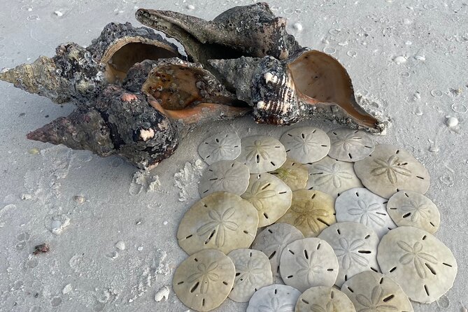 4 Hour Kice Island Shelling Trip - What Real Travelers Say