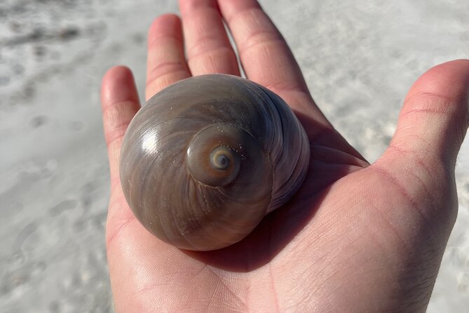 4 Hour Kice Island Shelling Trip - Final Thoughts