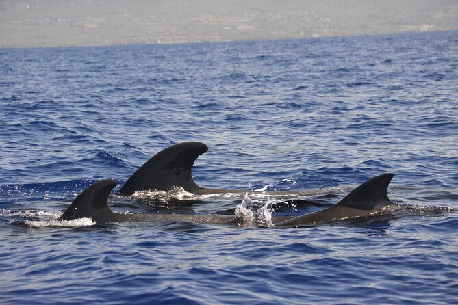 4-Hour Kona Private Charter - The Itinerary in Detail