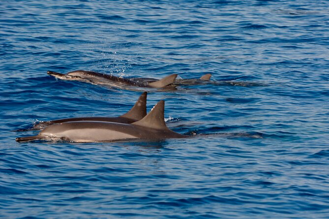 4-Hour Kona Private Charter - The Sum Up