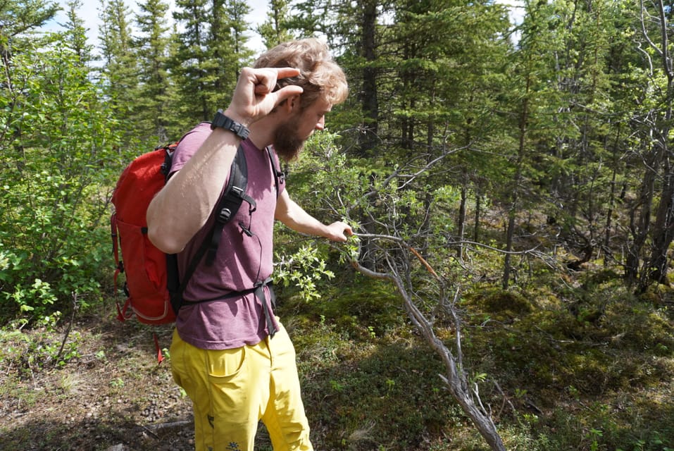 4 Hour Off-Trail Wilderness Wonders Tour in Denali - Final Thoughts