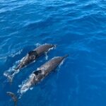4-Hour Private Charter Adventures in Kona Coast - Exploring the Kona Coast: What to Expect from This Private Charter