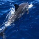 4 Hour Private Snorkeling Tour in Kona - Why This Tour Is a Solid Choice