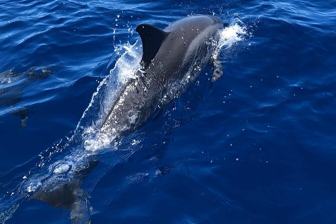 4 Hour Private Snorkeling Tour in Kona - Why This Tour Is a Solid Choice