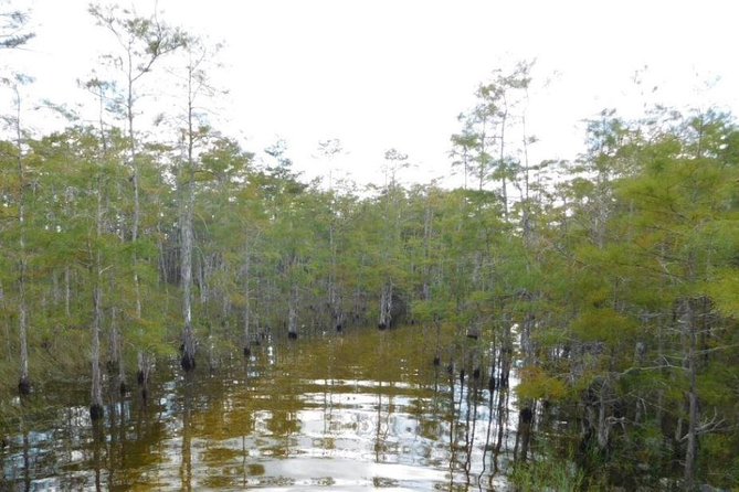 4-Hour Swamp Buggy Adventure Tour in Florida - An Honest Look at the Pros and Cons