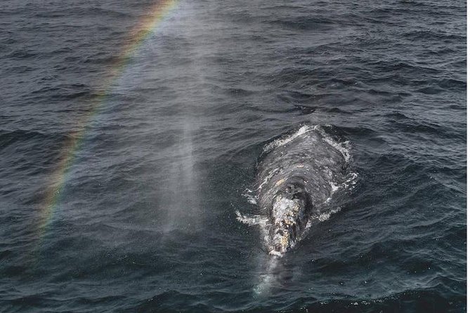4 Hour Whale Watching Tour From Monterey - Key Points