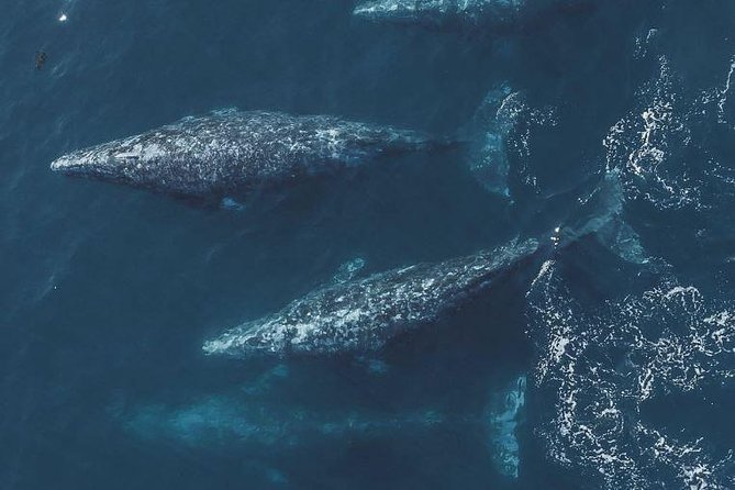4 Hour Whale Watching Tour From Monterey - Why You Should Book This Tour