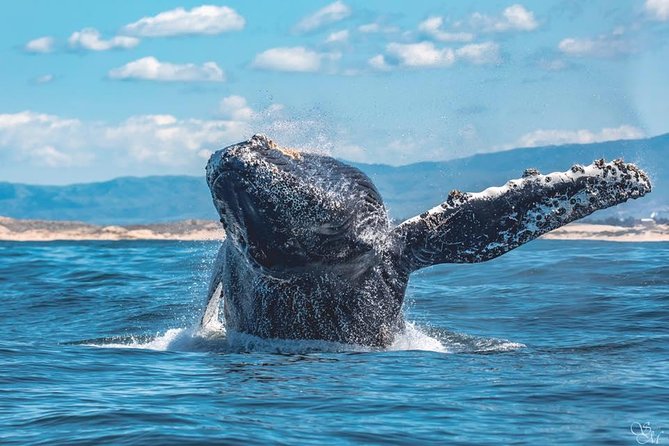 4 Hour Whale Watching Tour From Monterey - Who This Tour Is Best For