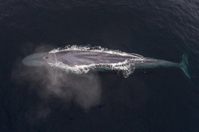 4 Hour Whale Watching Tour From Monterey - FAQ