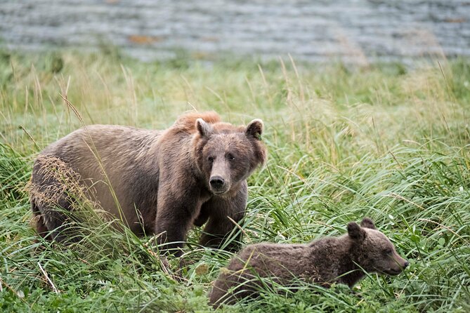 4 hours Haines Chilkoot Wilderness and Wildlife Tour - Introduction