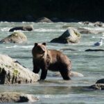 4 hours Haines Chilkoot Wilderness and Wildlife Tour - The Sum Up