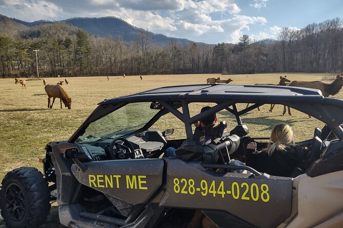 (4 HR) UTV ECO Elk Wilderness Adventure - The Value and Who Will Benefit