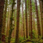 5-Day Olympic Backpacking - Hoh Rainforest and the Blue Glacier - Practical Details and What You Should Know