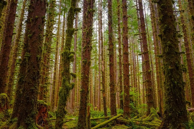 5-Day Olympic Backpacking - Hoh Rainforest and the Blue Glacier - Practical Details and What You Should Know