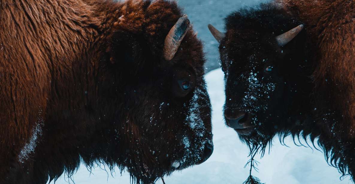 5-Day Winter Yellowstone Wildlife Tour - The Tour Breakdown: What to Expect from Each Day