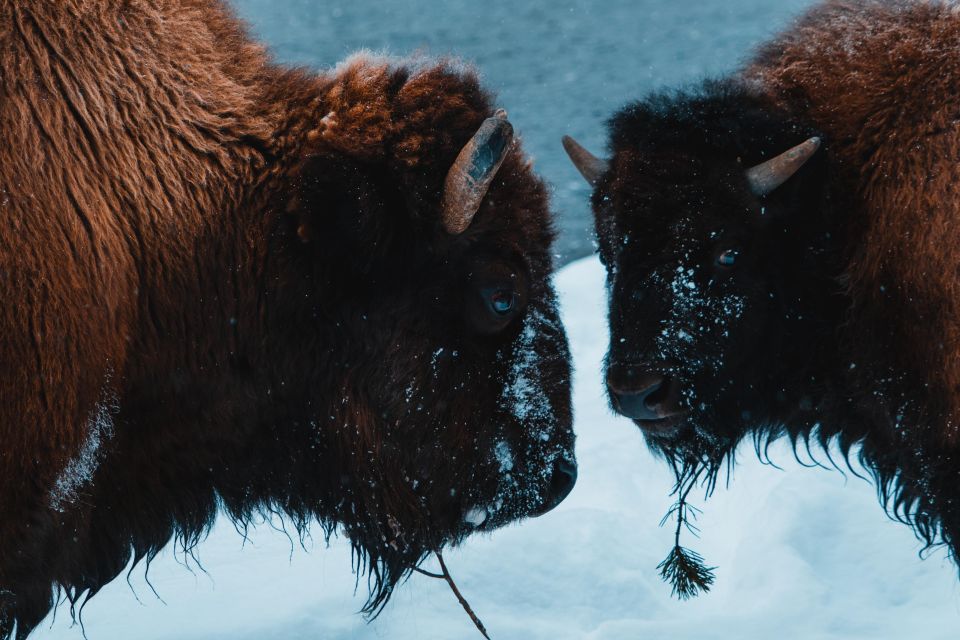 5-Day Winter Yellowstone Wildlife Tour - The Optional Adventures: Dog Sledding & Snowmobiling