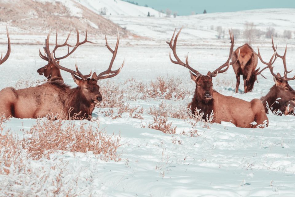 5-Day Winter Yellowstone Wildlife Tour - FAQ