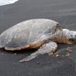 5 Hour Custom Private Tour of Hawaii - Frequently Asked Questions