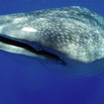 5-Hour Kona Private Boat Charter - Why This Tour Offers Great Value
