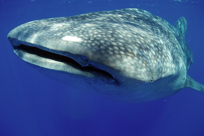 5-Hour Kona Private Boat Charter - Why This Tour Offers Great Value
